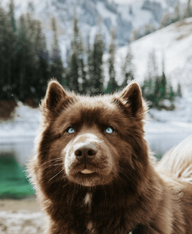 Husky Siberiano Marrom: Beleza Distinta